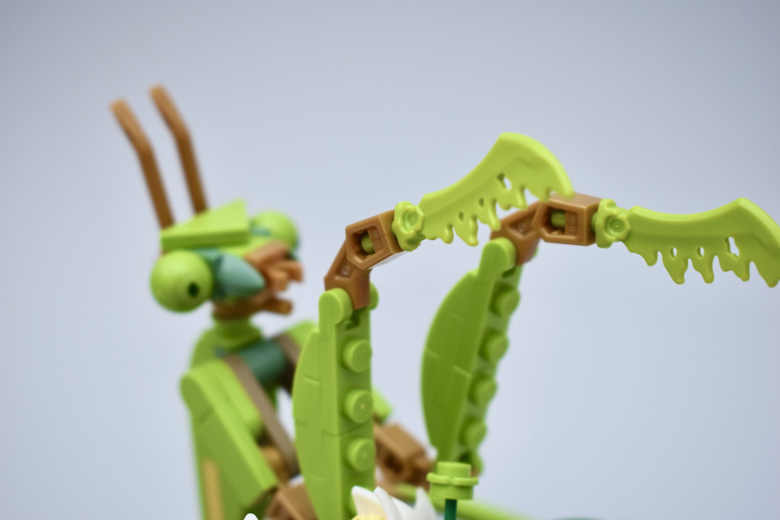 LEGO Ideas 21342 The Insect Collection review