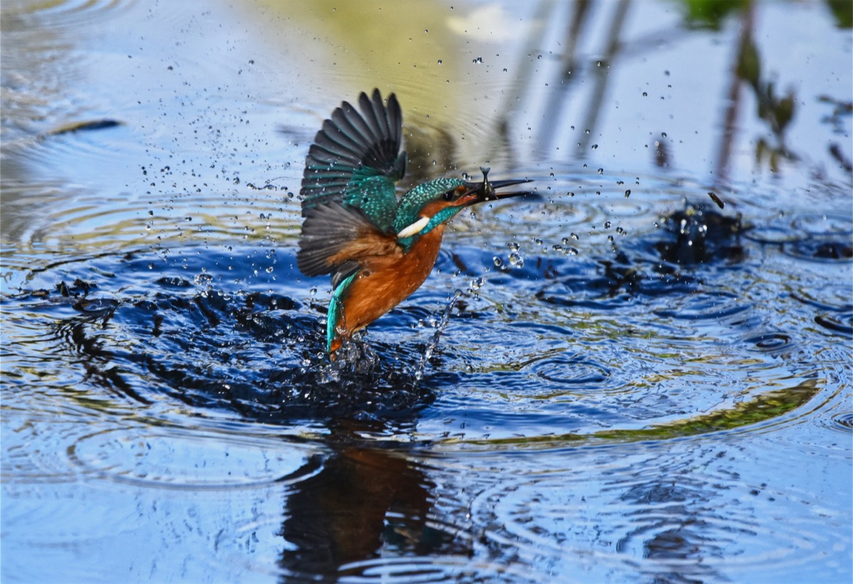 Comparing LEGO Icons 10331 Kingfisher to its real-life counterpart