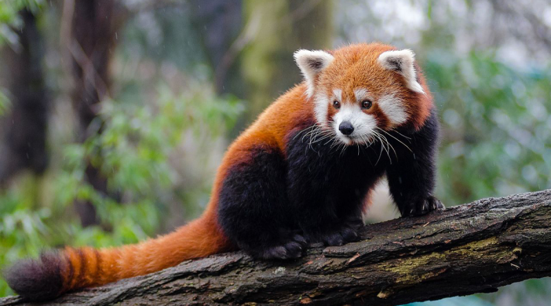 First look at brand new LEGO red panda 2024 piece