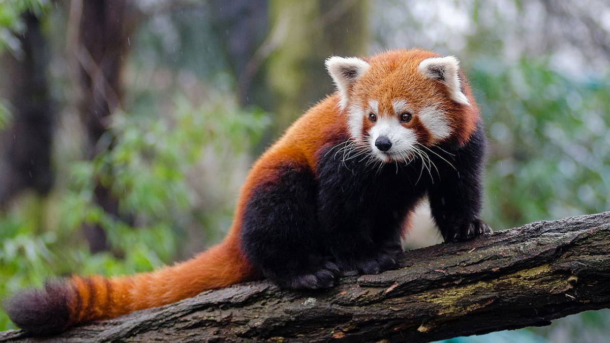 First look at brand new LEGO red panda - Brick Fanatics