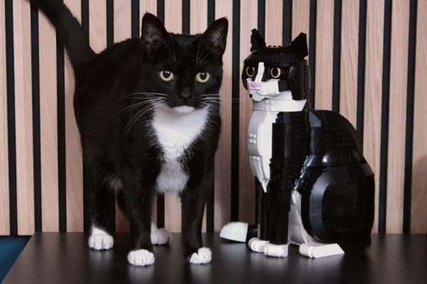 LEGO Ideas 21349 Tuxedo Cat review – the purr-fect set?