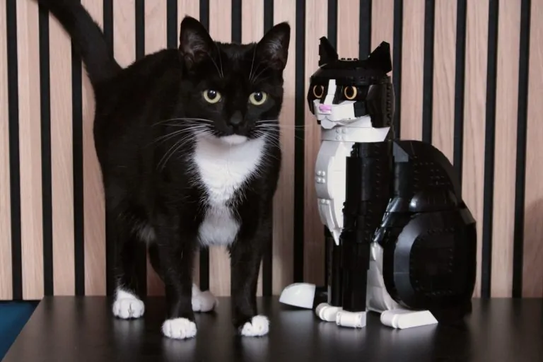 LEGO Ideas 21349 Tuxedo Cat review – the purr-fect set?