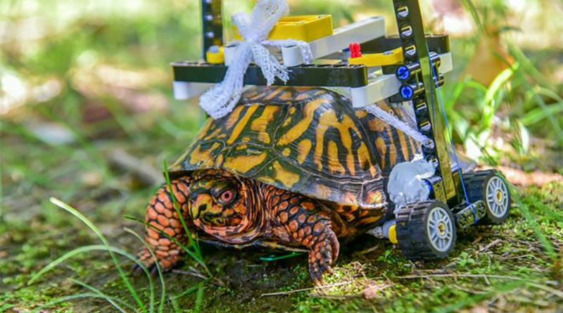 LEGO wheelchair helps turtle recover ready for release